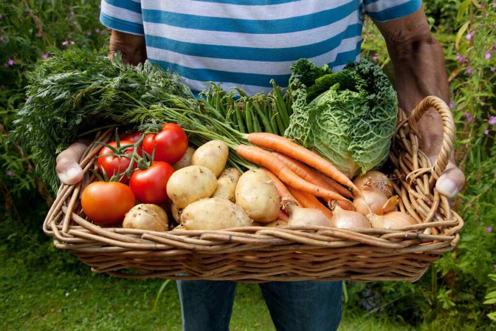 Green DIY Projects for the Garden: Sustainable Gardening Ideas