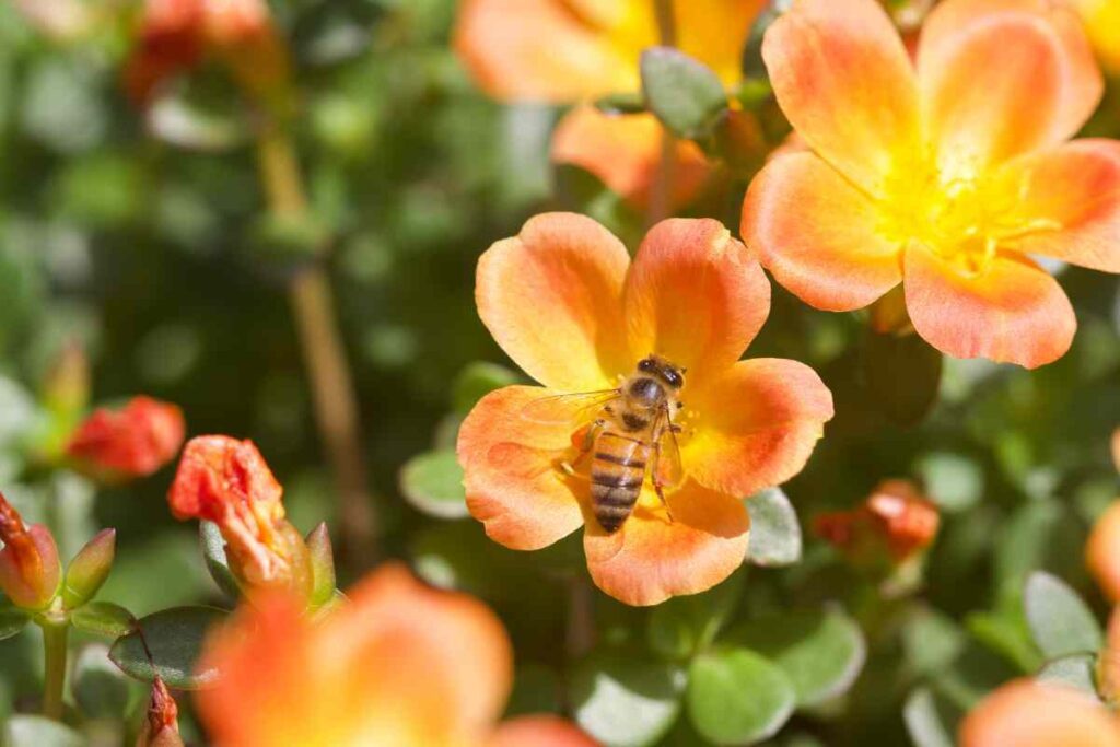 How to Start an Urban Beekeeping Project: A Guide to Sustainable Beekeeping