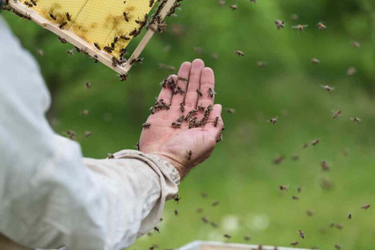How to Start an Urban Beekeeping Project: A Guide to Sustainable Beekeeping