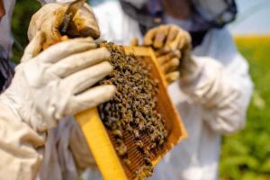 How to Start an Urban Beekeeping Project: A Guide to Sustainable Beekeeping