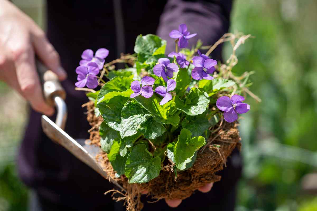 The Best Plants for an Eco-Friendly Garden